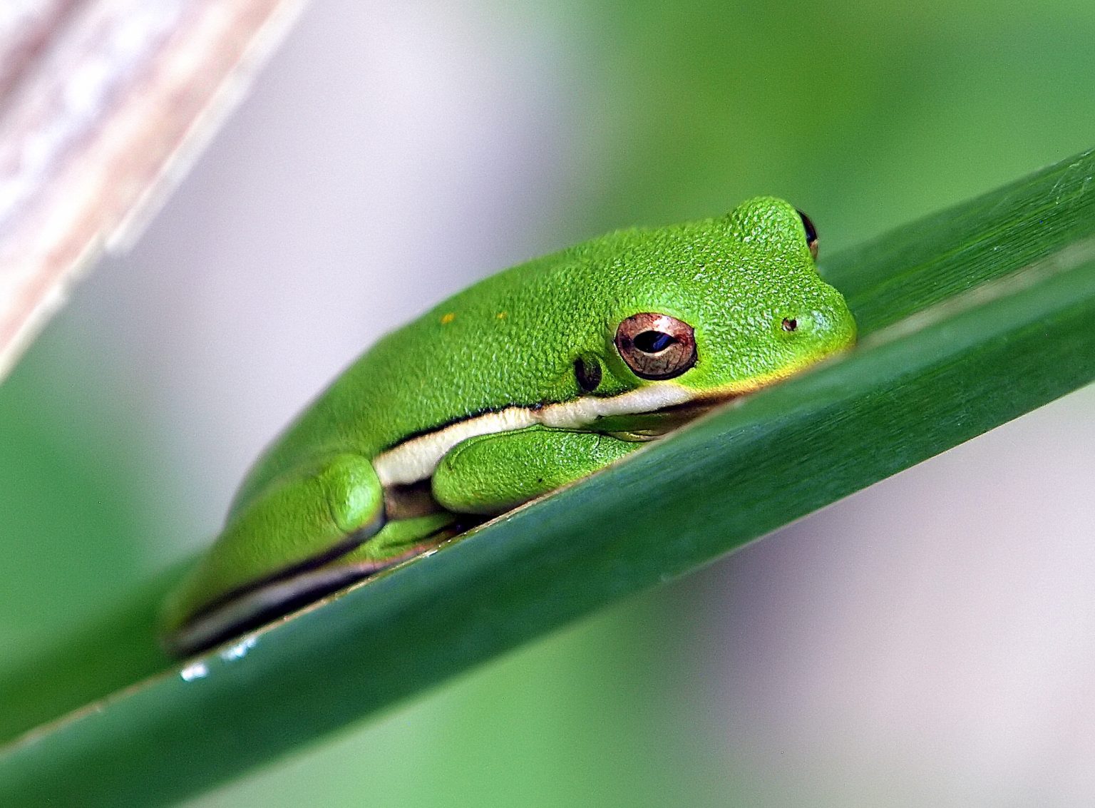 Book Talks & Walks – Wild DFW