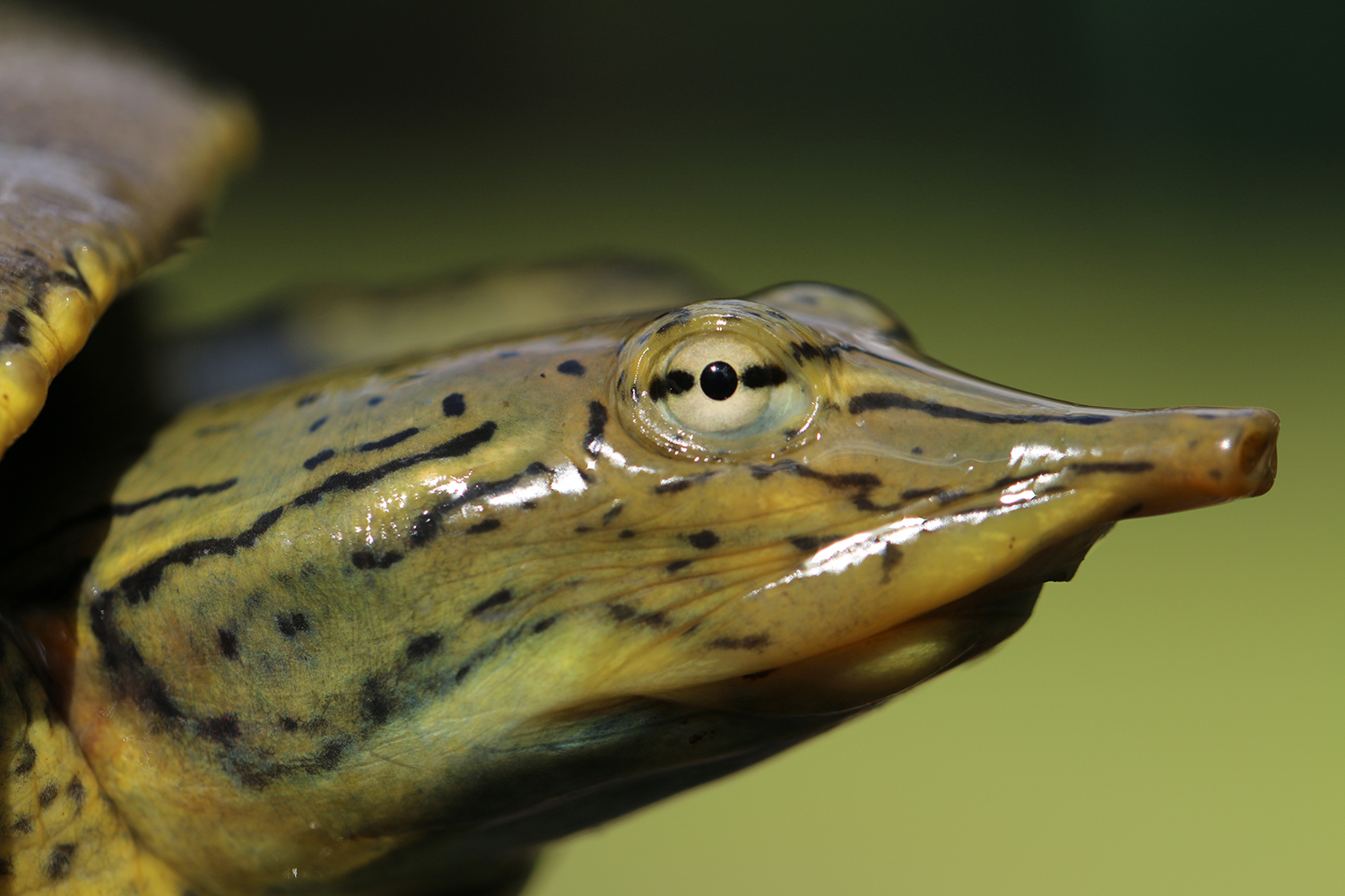 Book Talks & Walks – Wild DFW